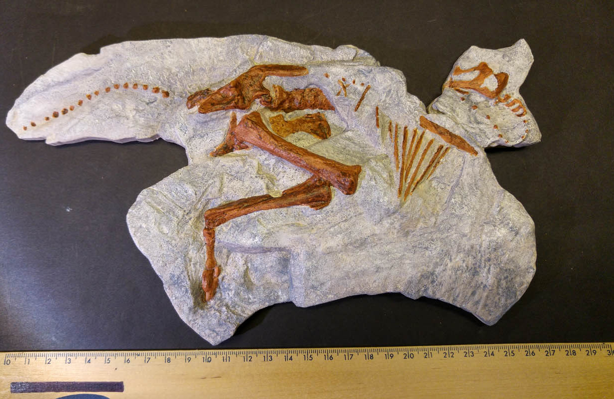 👶 Baby Parasaurolophus Skeleton・Free STL File for ・Cults