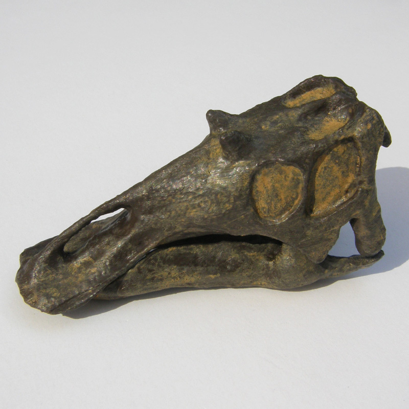 STL file Young Maiasaura Skull 💀 ・3D printing model to download・Cults