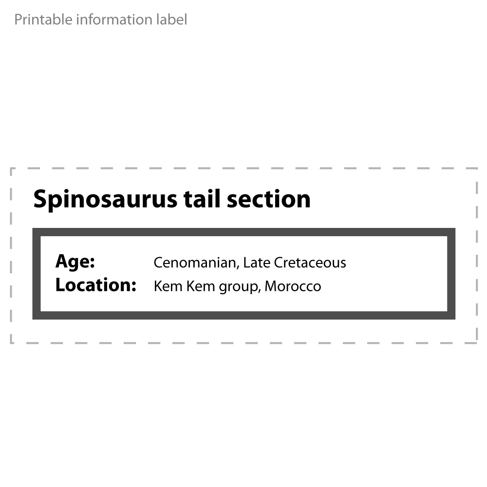🩻 Spinosaurus Tail Section・ 3D File for 3D printing・Cults