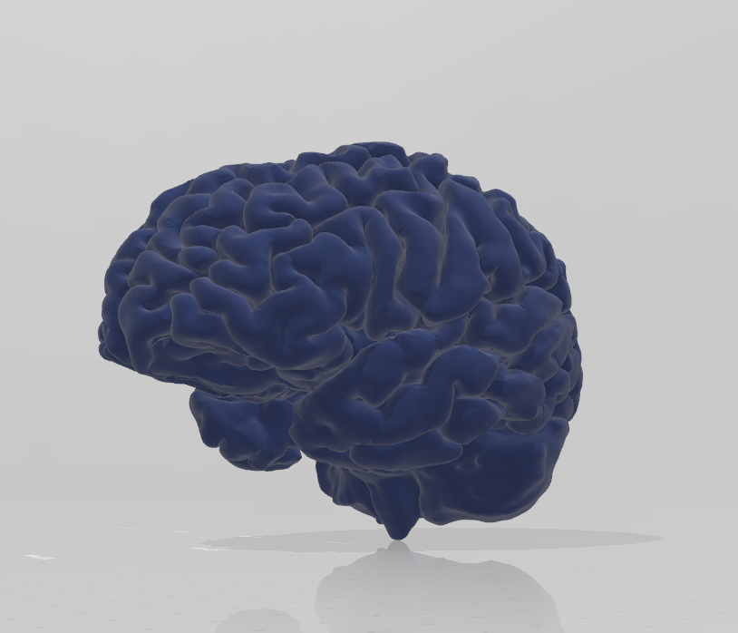 🧠 human brain・Free STL File for ・Cults