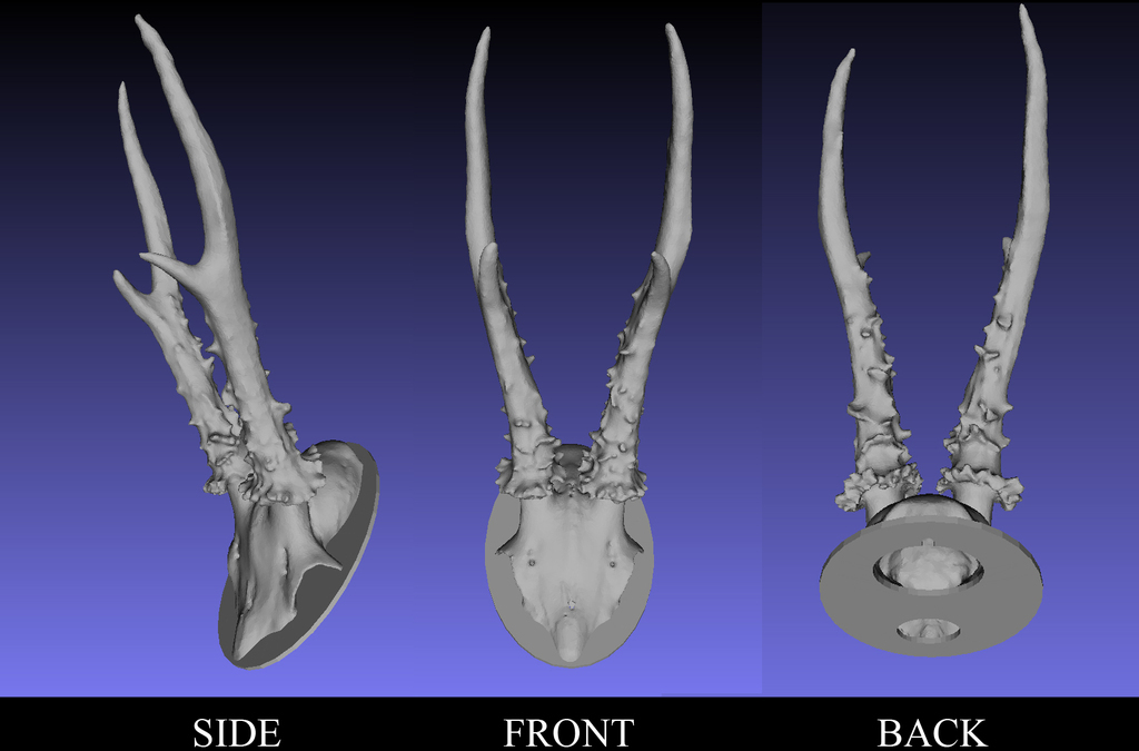 🦌 Roe Deer Antler Trophy・Free 3D File for ・Cults