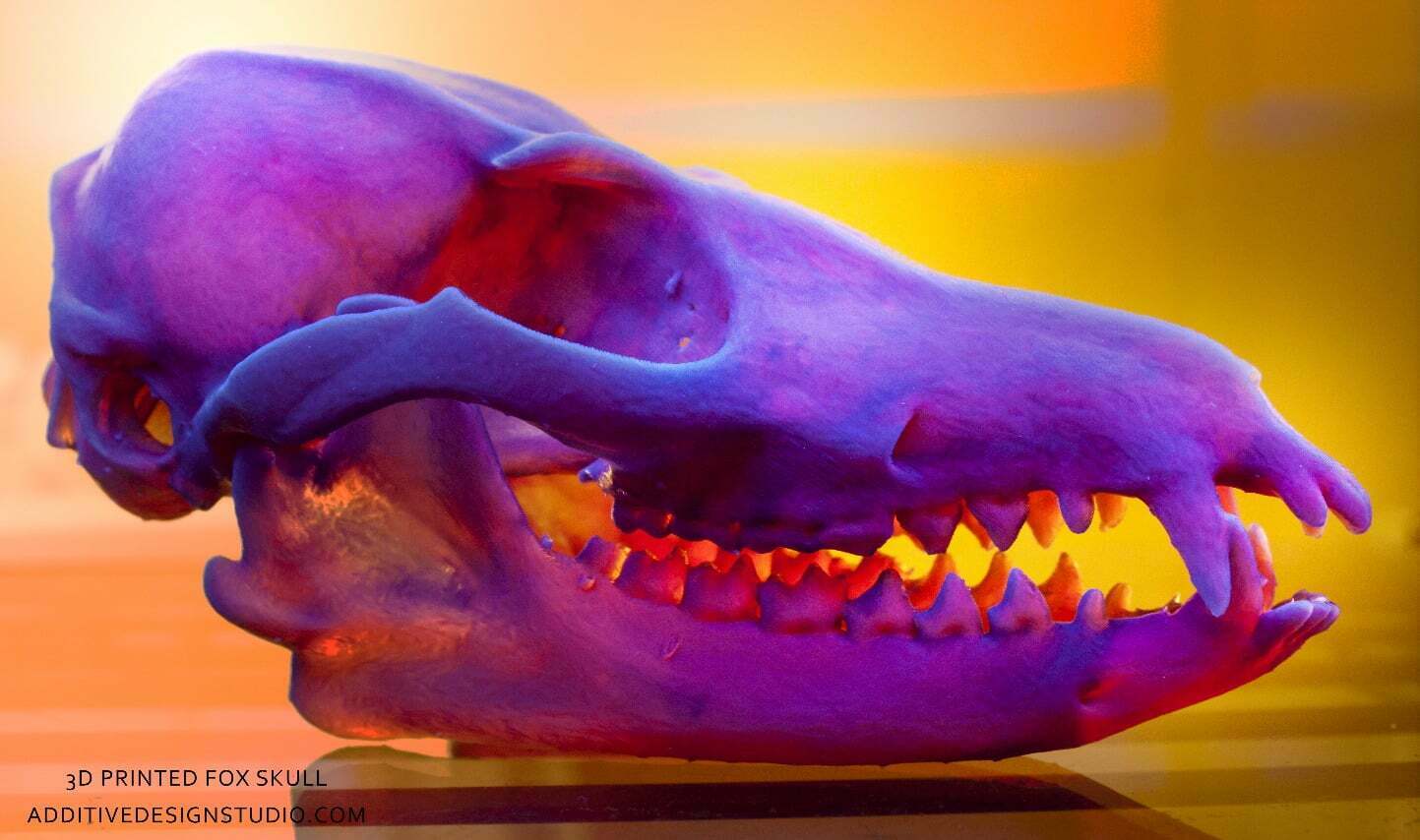 STL file Fox Skull by Marco Valenzuela 🦊 ・3D print design to download・Cults