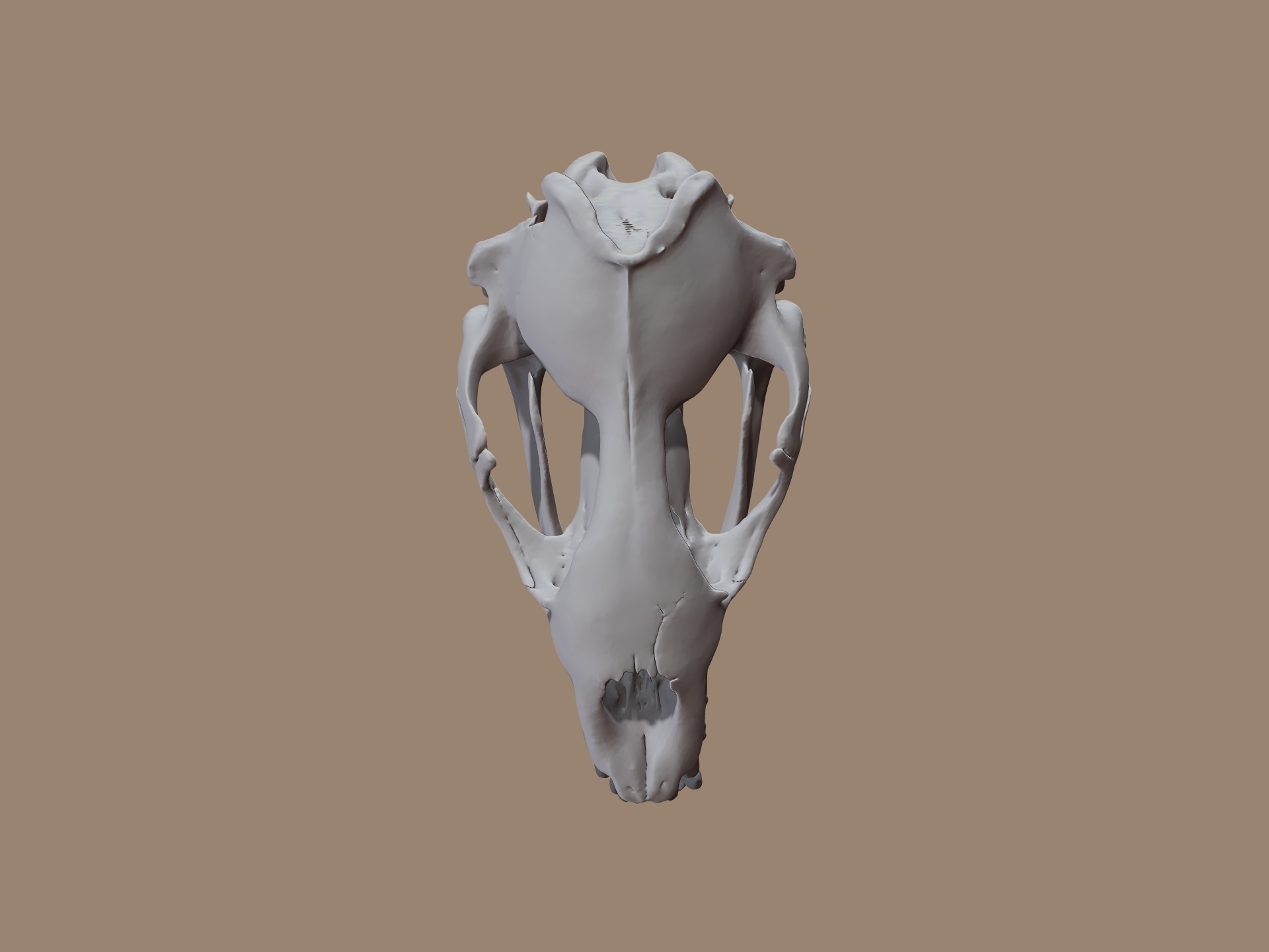 🐆 Leopard Seal Skull based on CT Scan data by Marco Valenzuela・ 3D File ...