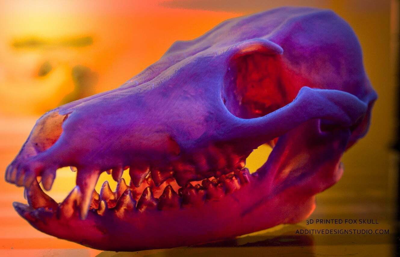 STL file Fox Skull by Marco Valenzuela 🦊 ・3D print design to download・Cults