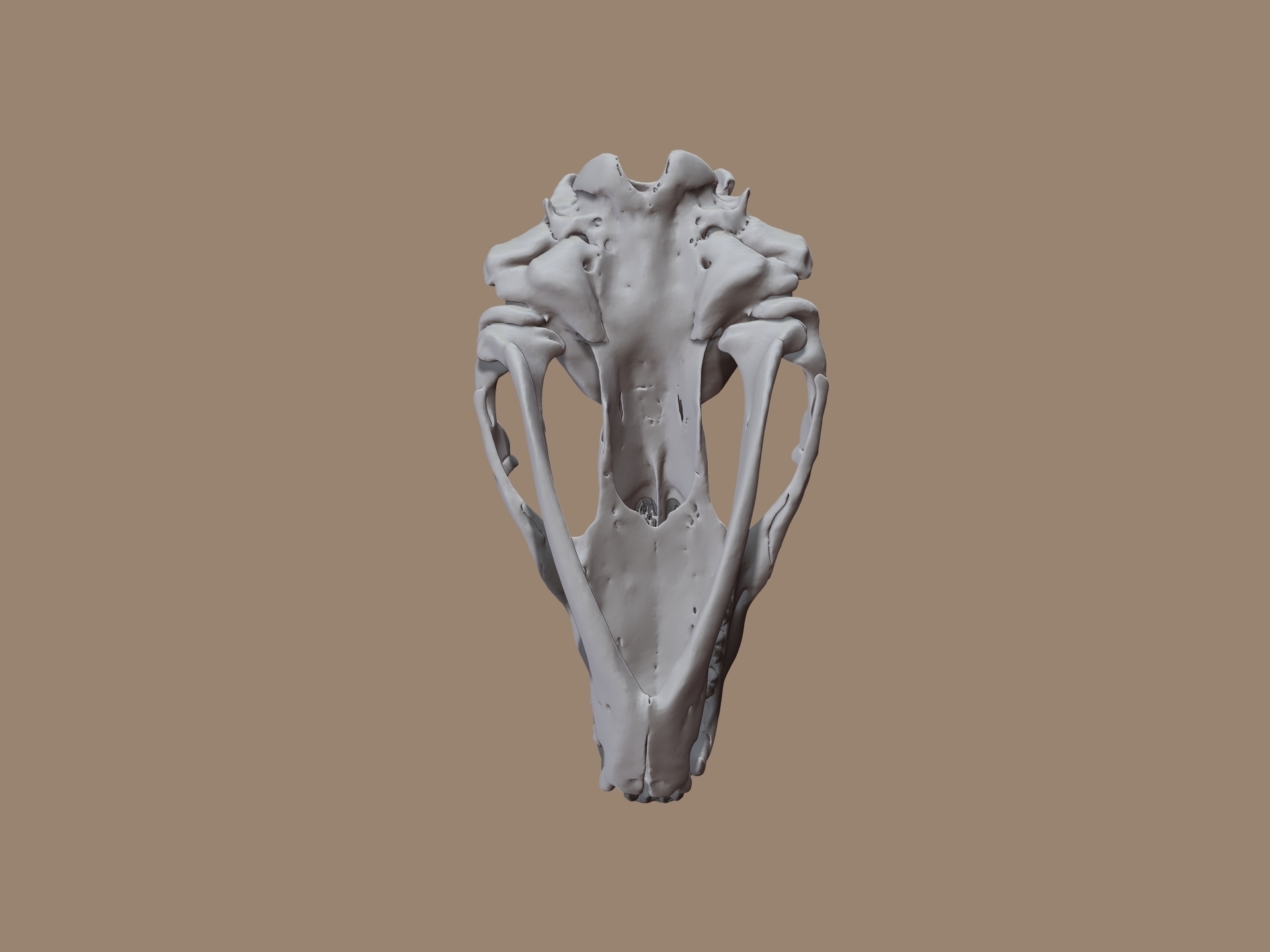 🐆 Leopard Seal Skull based on CT Scan data by Marco Valenzuela・ 3D File ...