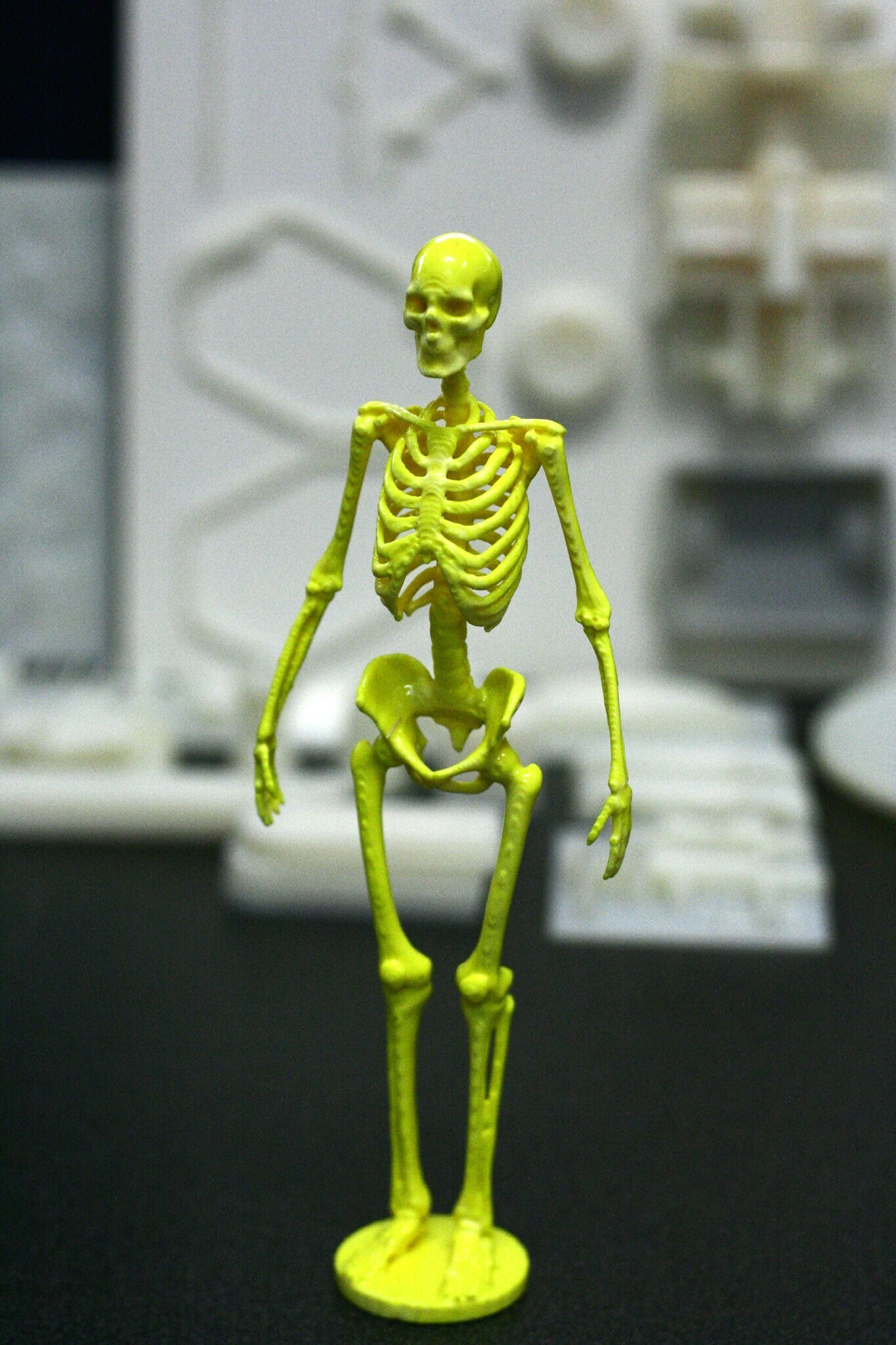 💀 Human Skeleton Display Model by Marco Valenzuela・ 3D File for ・Cults