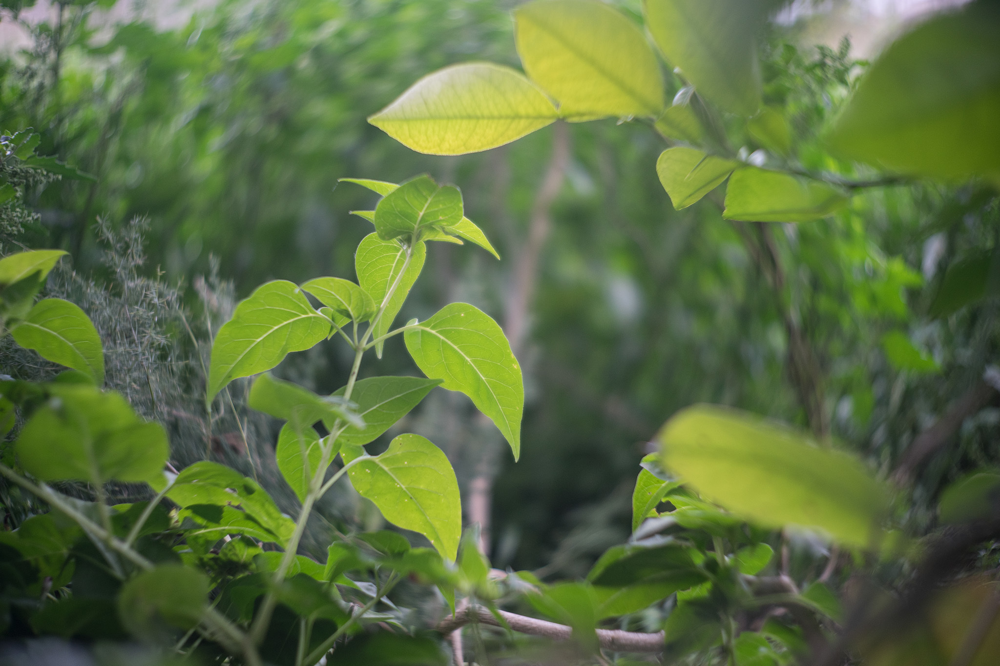 STL file Adapter FOCA Oplarex to Sony E mount (NEX) 🦭 ・Design to ...