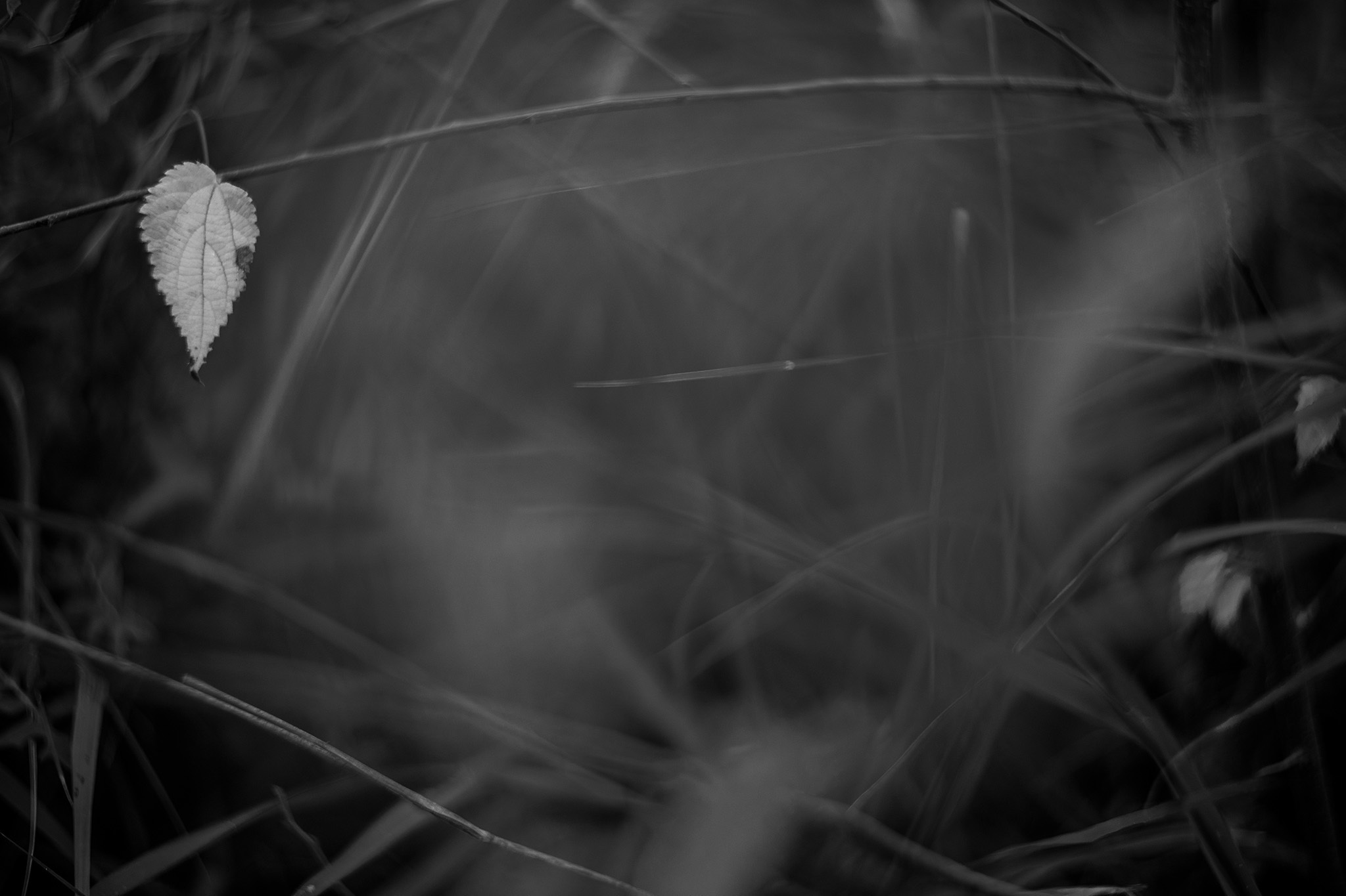 STL file Adapter FOCA Oplarex to Sony E mount (NEX) 🦭 ・Design to ...