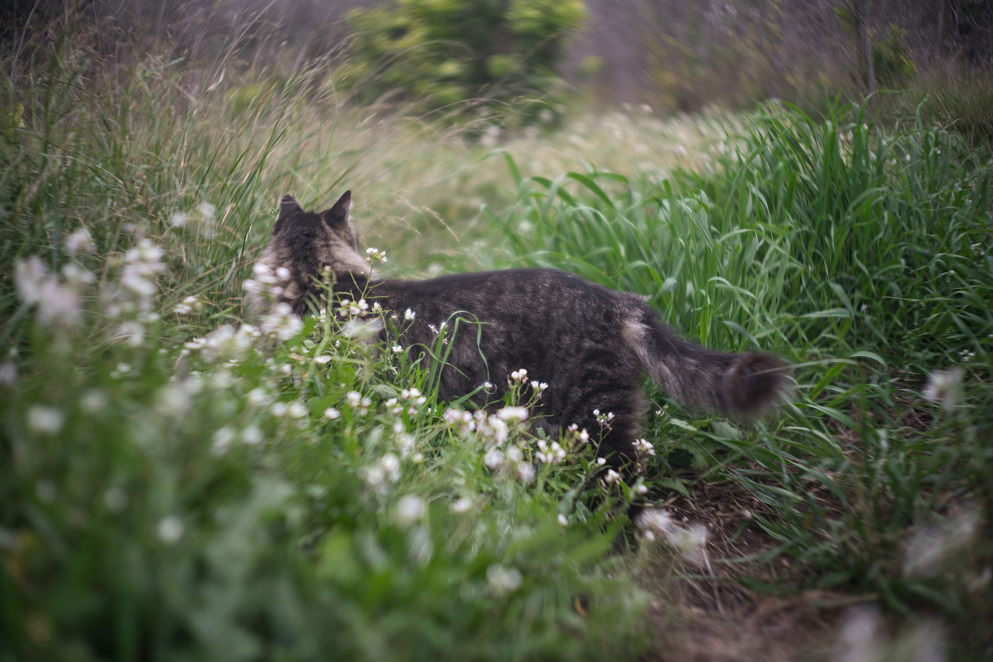 STL file Adapter FOCA Oplarex to Sony E mount (NEX) 🦭 ・Design to ...