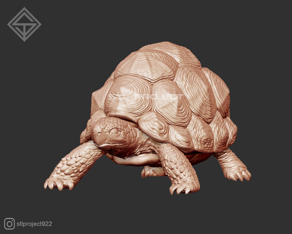 ⭐ Star Tortoise・ STL File for ・Cults