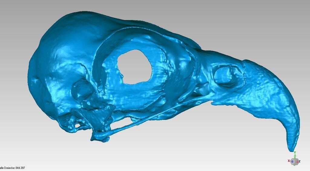 Free STL file Skull of an Osprey (Pandion haliaetus) 💀 ・3D printable ...