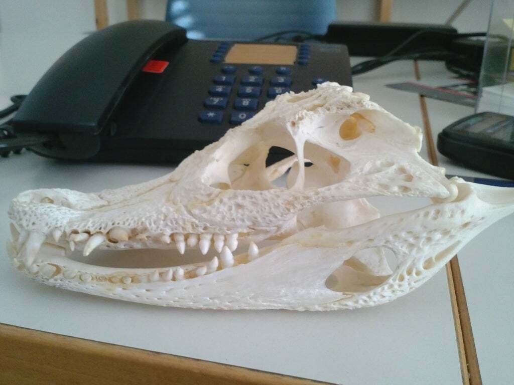 Free STL file Caiman Skull 💀 ・3D print model to download・Cults