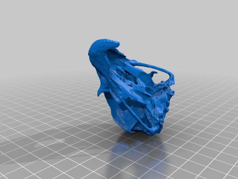 Free STL file Skull of an Osprey (Pandion haliaetus) 💀 ・3D printable ...