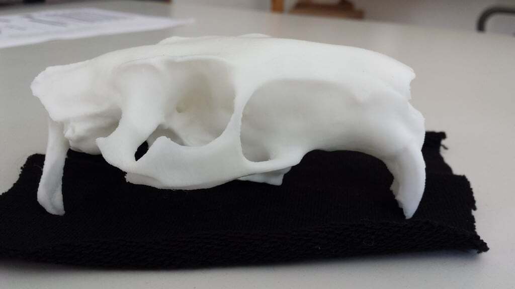 3D printed Skull of a nutria (Myocastor copypus)・Cults