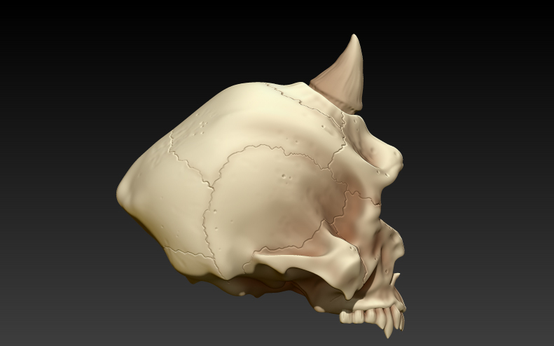 💀 CYCLOP SKULL・ STL File for ・Cults