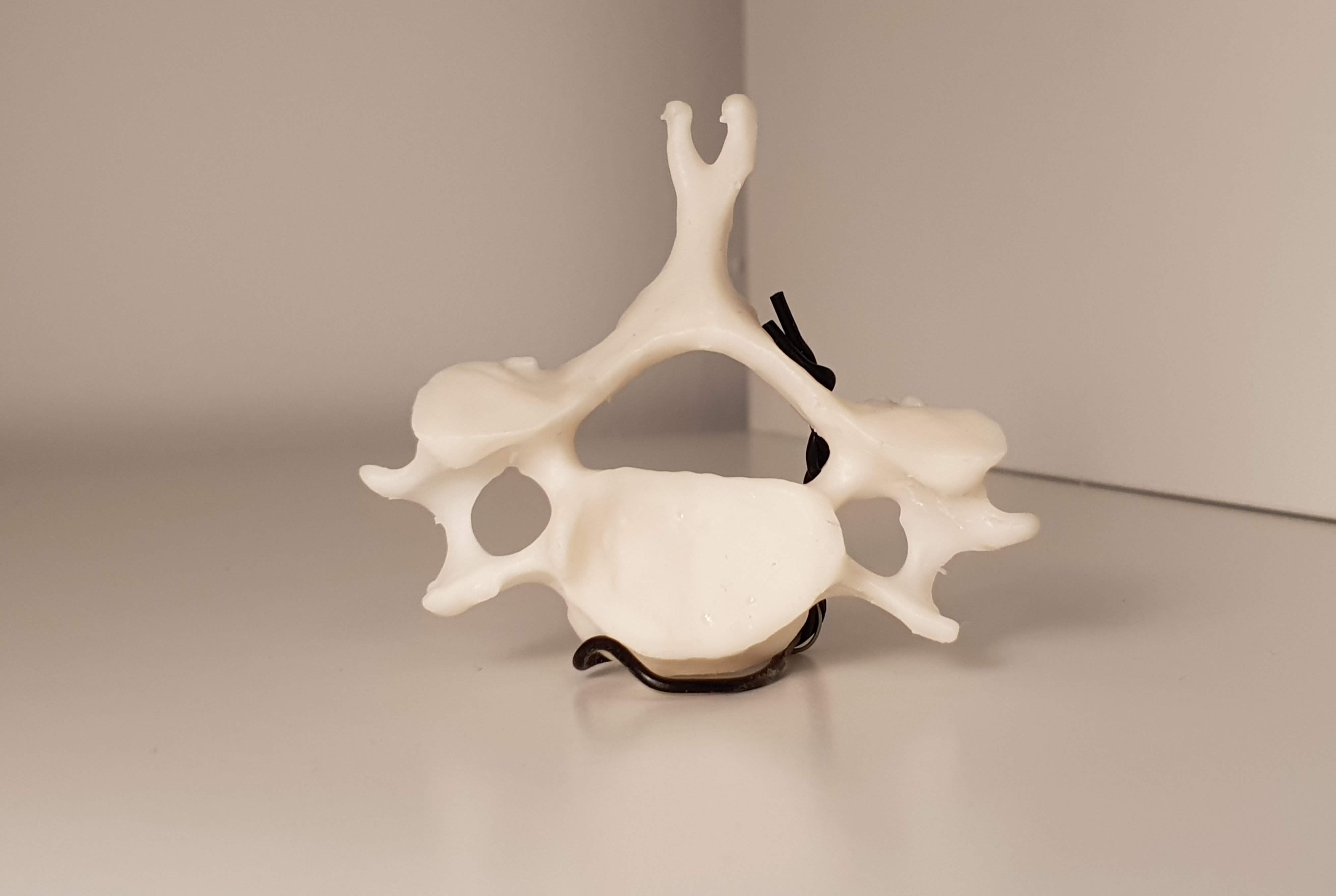 STL file cervical human vertebrae 🧪 ・3D print design to download・Cults
