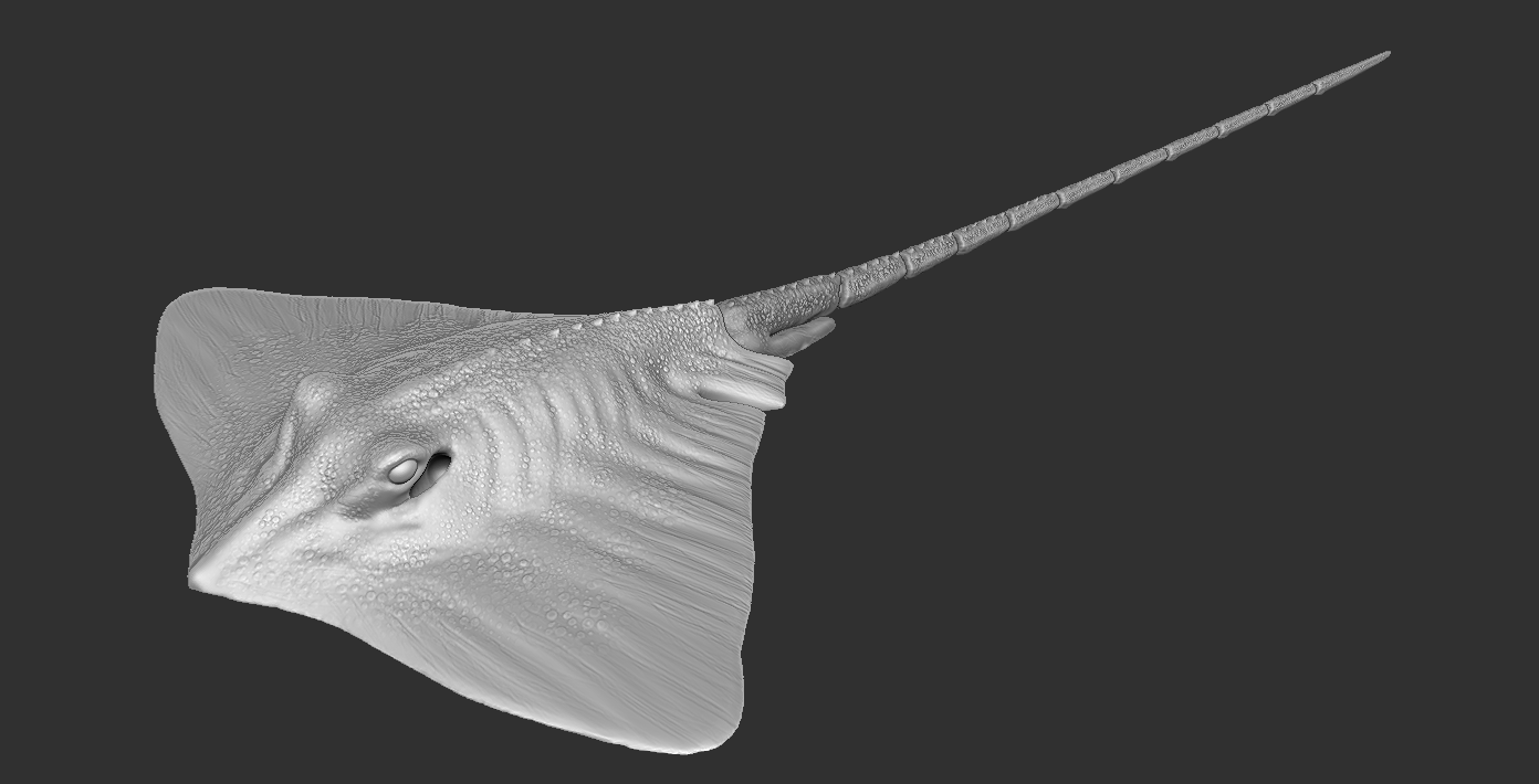 🌐 Stingray・ STL File for ・Cults