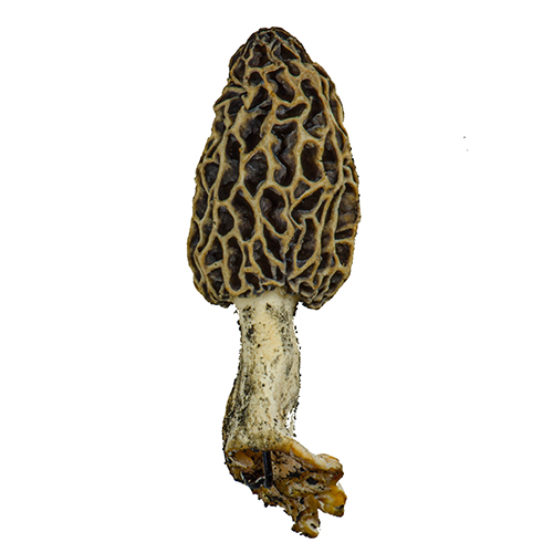 STL file Morel #9 🍄 ・Model to download and 3D print・Cults