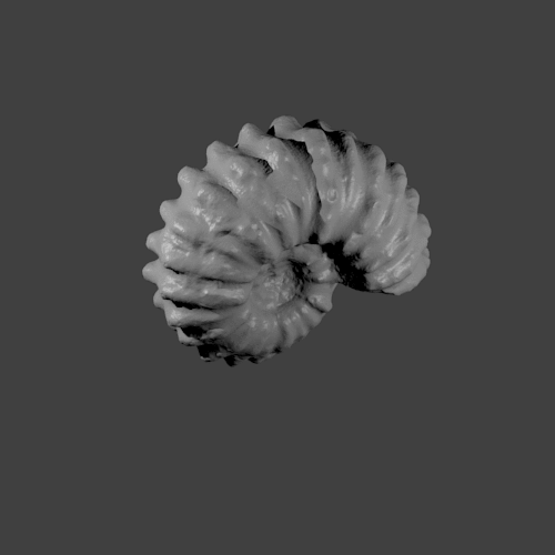 👽 Ammonites・ 3D File for ・Cults