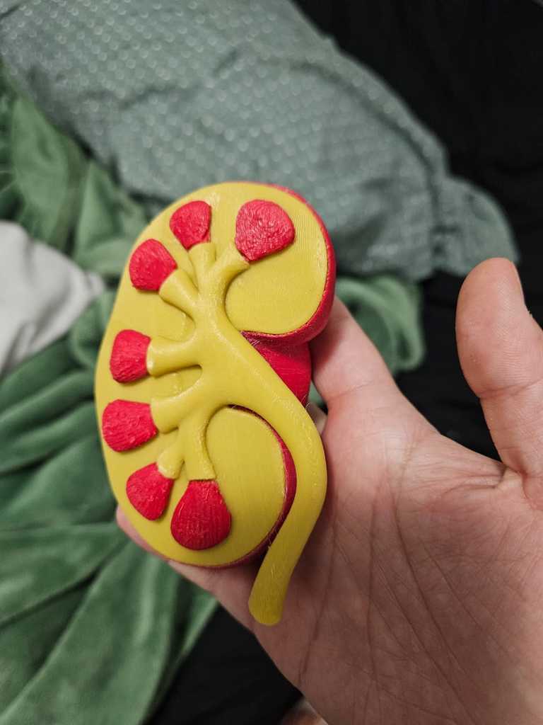 Free 3D file Kidney all together 🧪 ・Model to download and 3D print・Cults