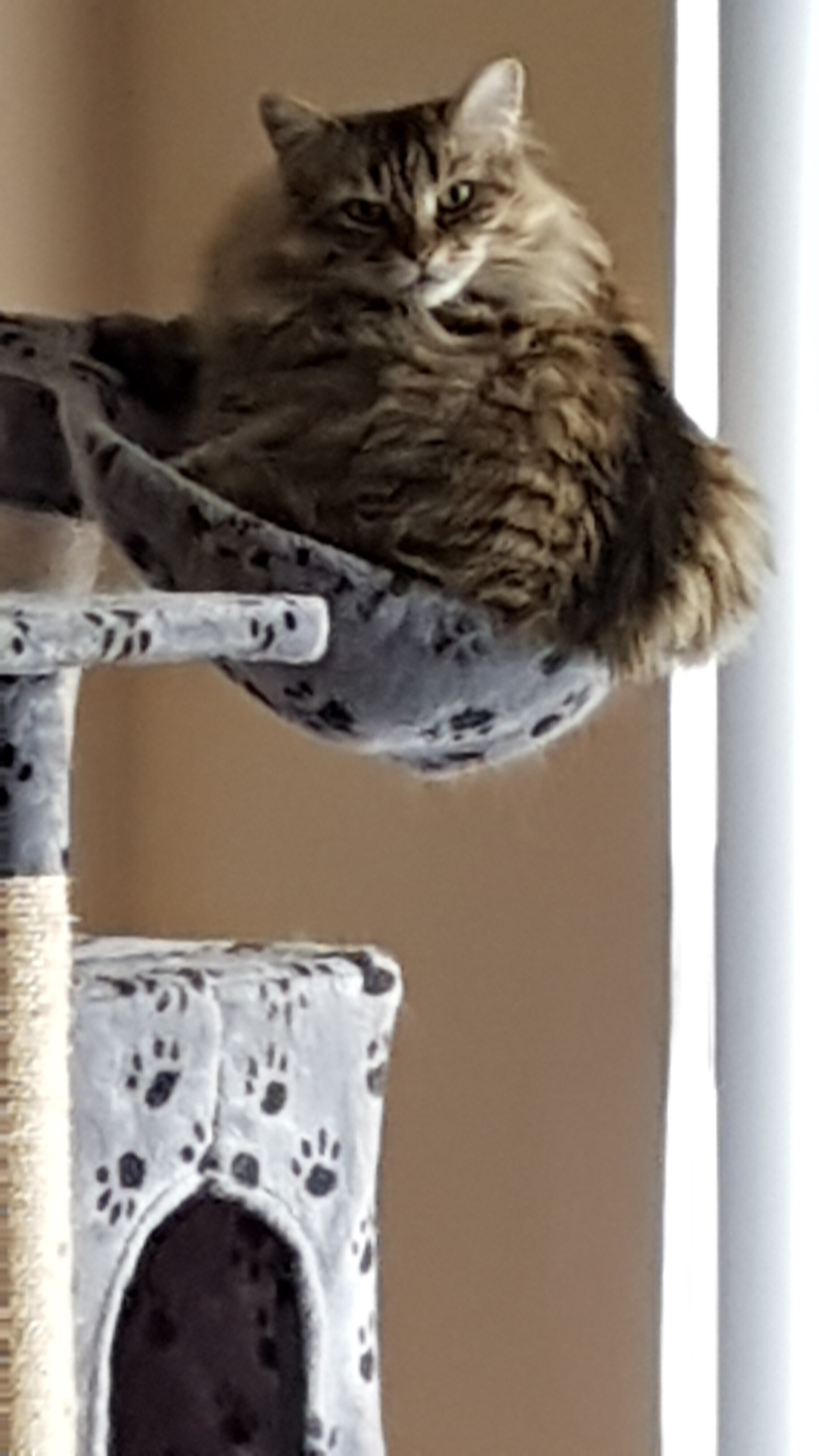 🐱 Cat Condo / activity scratching Pole repair kit. (For owners of fat ...