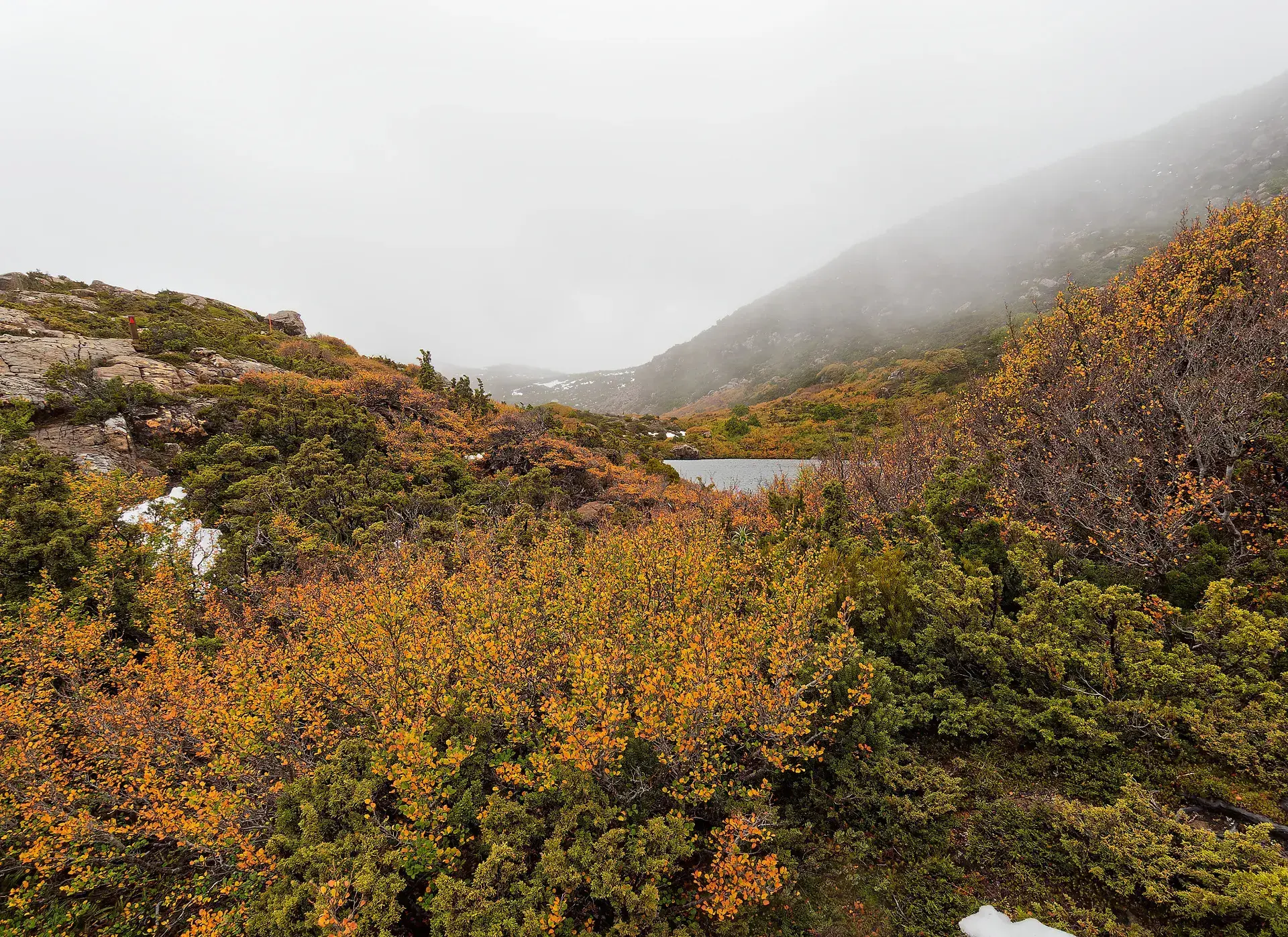 🥣 Nothofagus gunnii (Deciduous Beech) Serving Bowl・Free 3D File for ・Cults