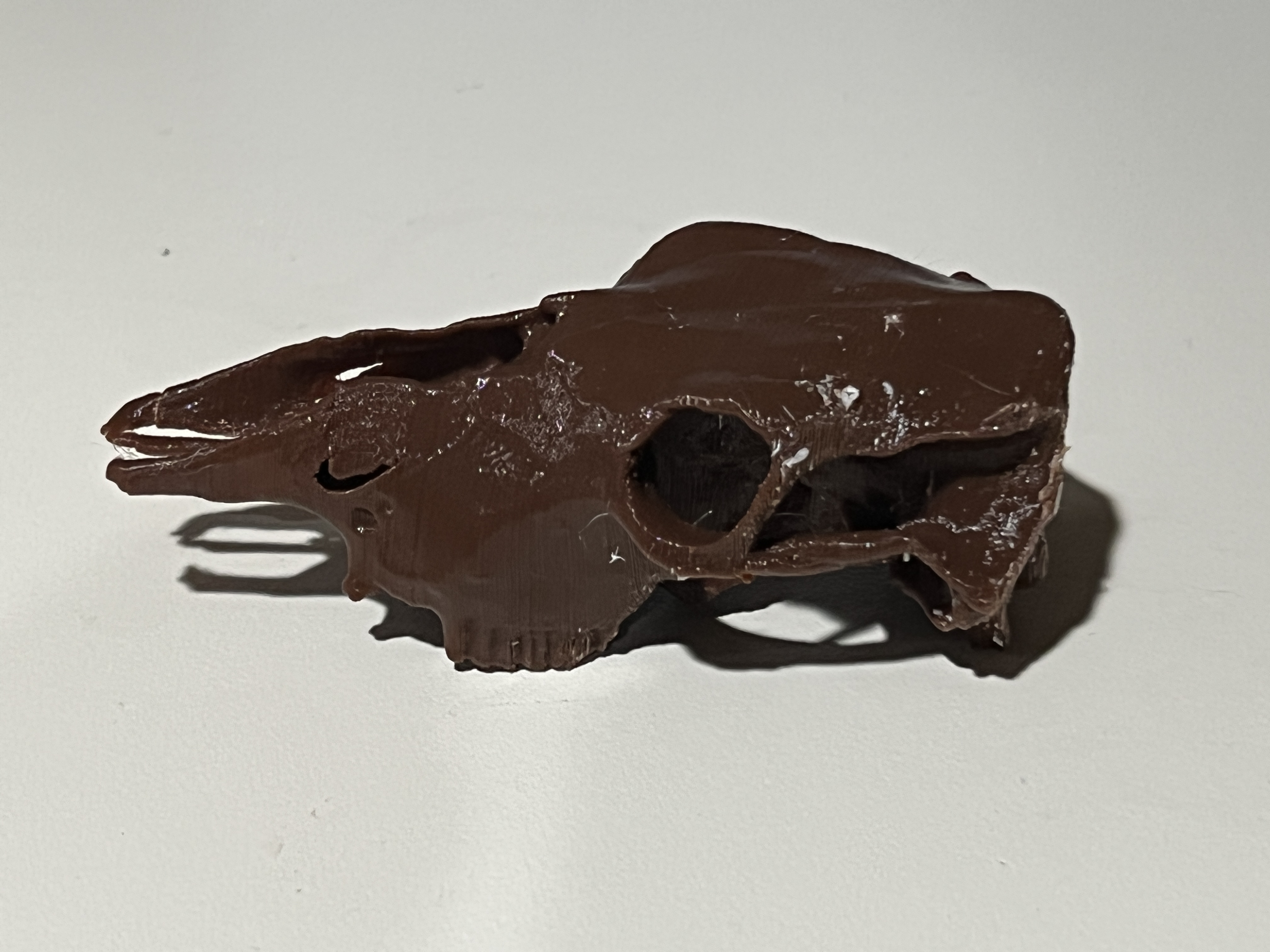 🐄 Cow skull 3d scan・Free STL File for ・Cults