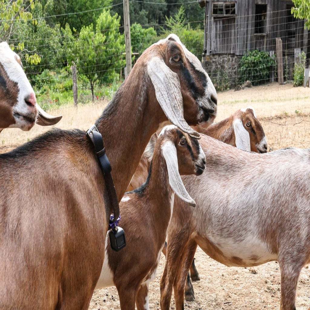 🐐 Goat Pro - Collar-mounted Camera・Free STL File for ・Cults