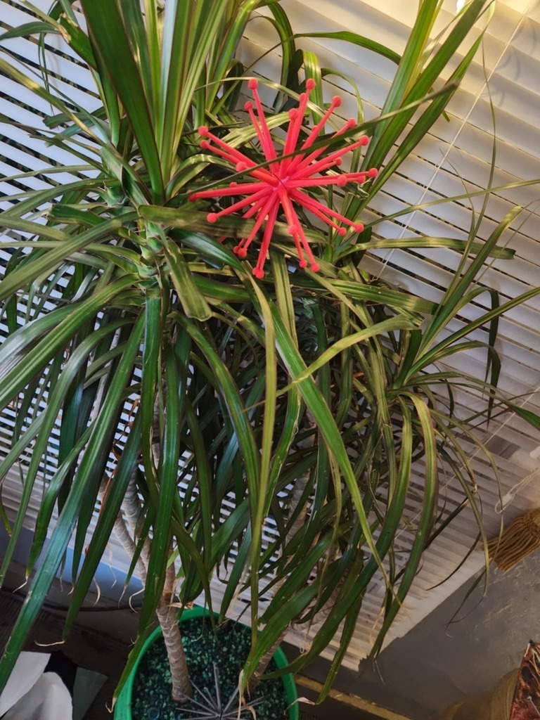 Free 3D file Holiday Snow Ball Tree sticker 🌨️ ・Design to download and ...