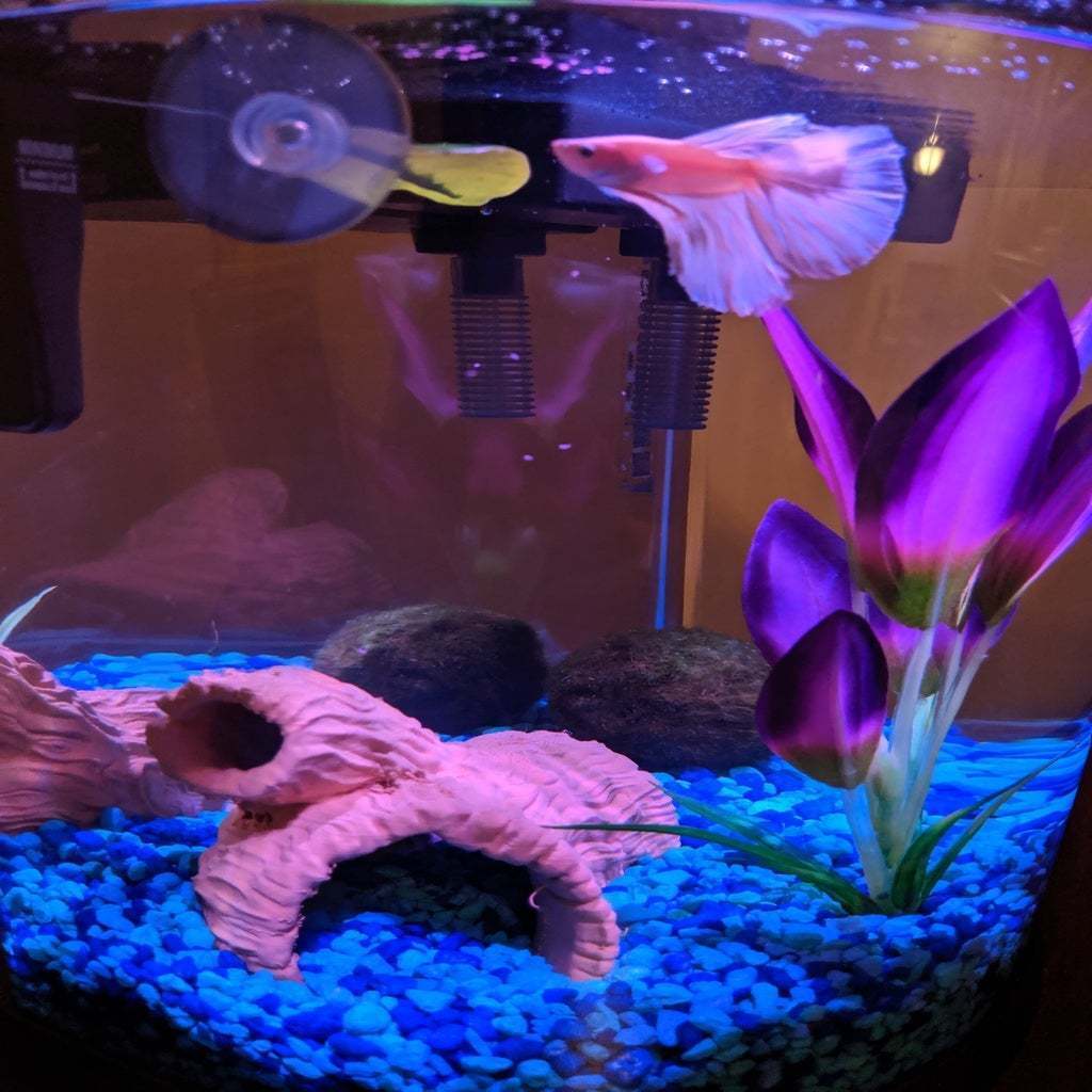 🐠 Pet Log for Fish Tank・Free STL File for ・Cults