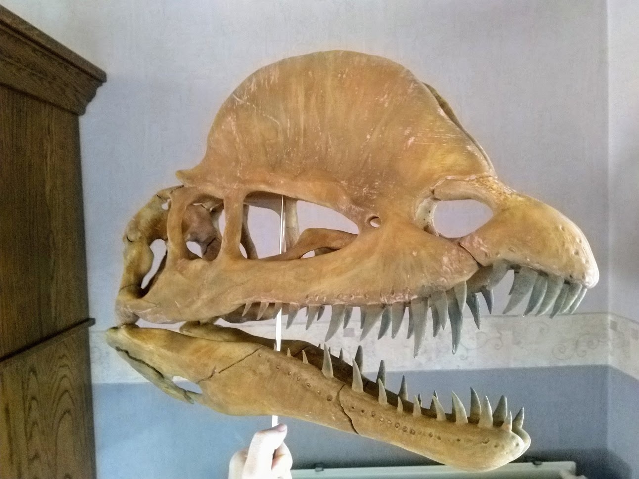 3D printable Dilophosaurus Skull • made with Modified Anet a6・Cults
