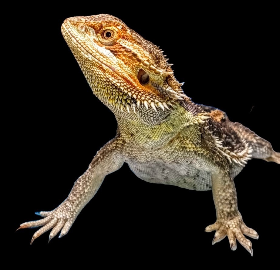 🐉 Draco the Dragon・Free 3D File for ・Cults
