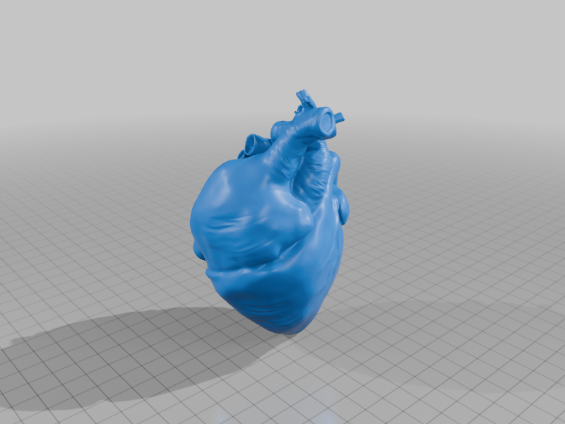 💜 Human heart・Free 3D File for ・Cults