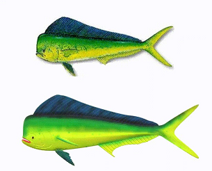 Archivo STL mahi-mahi 🎣 ・Diseño de impresión en 3D para descargar・Cults