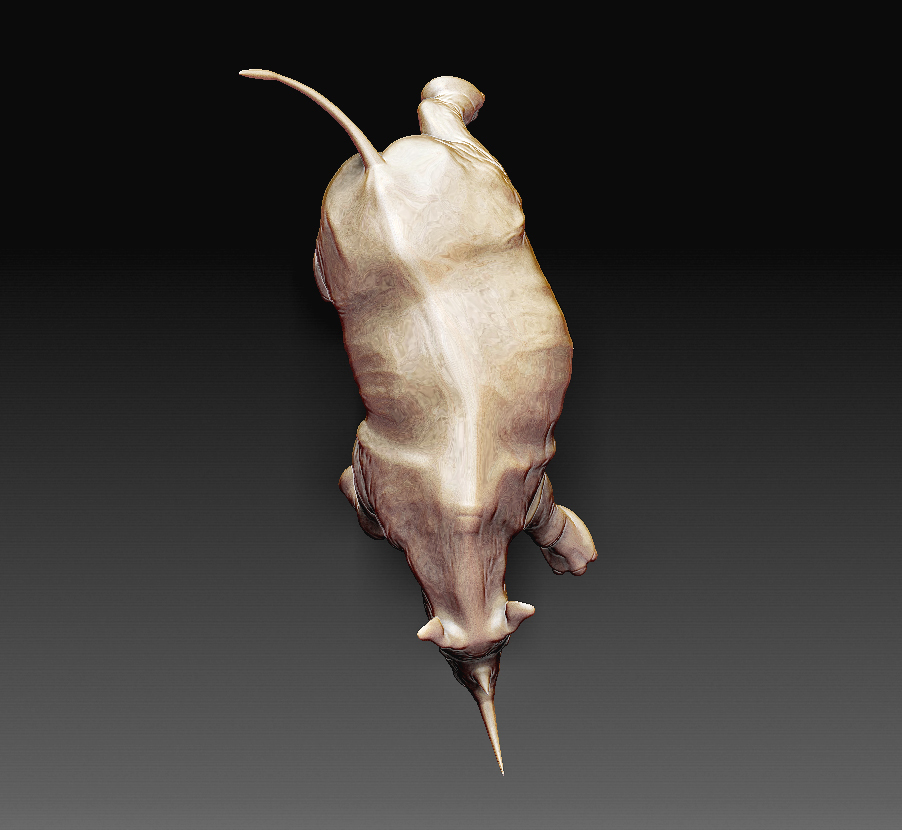 🦏 Rhino・Free STL File for ・Cults