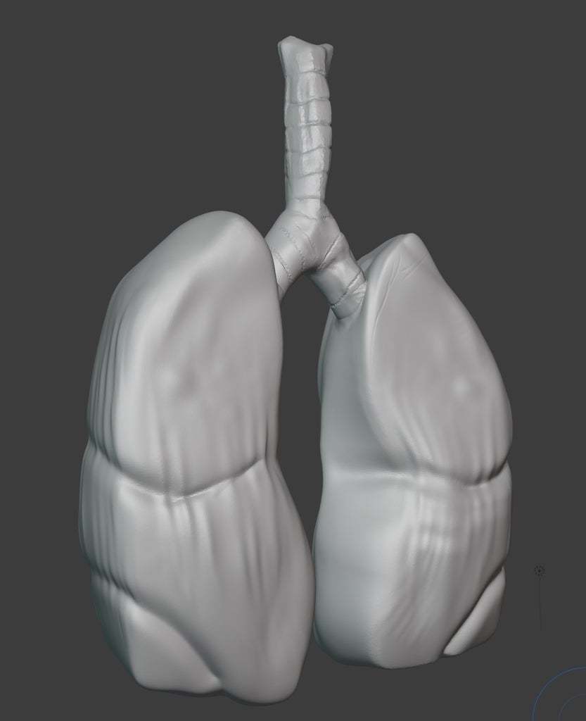 🫁 Realistic looking lungs・Free STL File for ・Cults