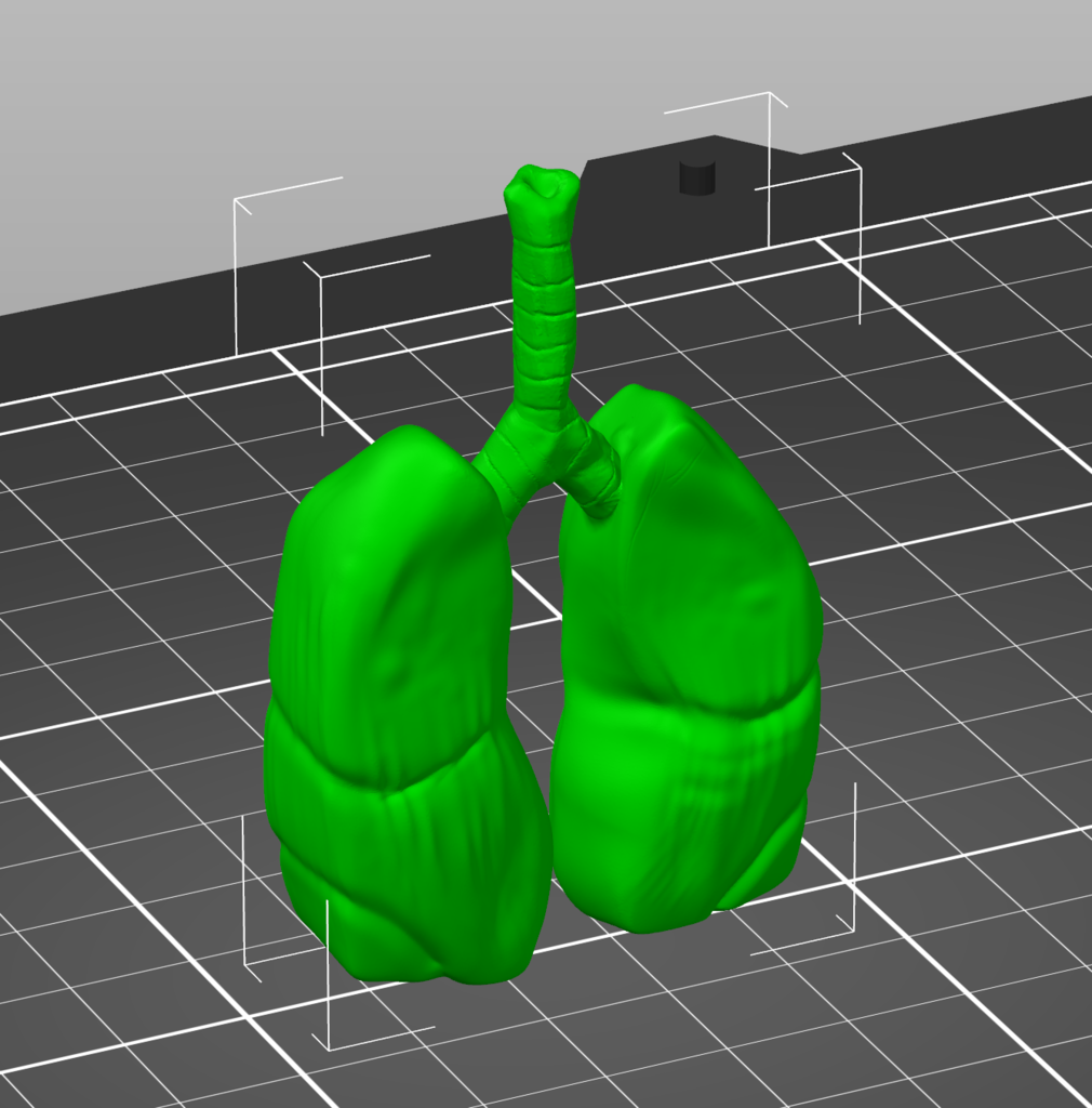 🫁 Realistic looking lungs・Free STL File for ・Cults