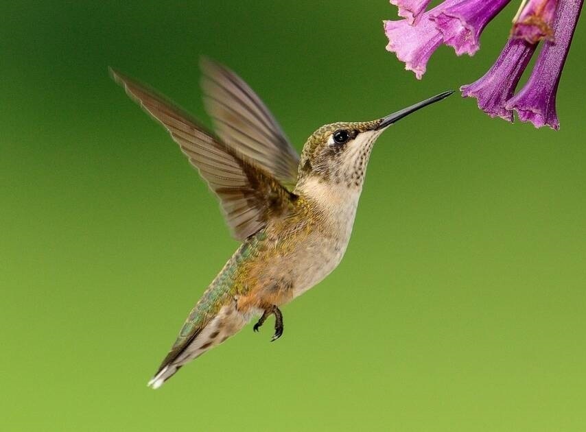 Archivo STL Colibrí estilo origami 🌐 ・Diseño de impresión en 3D para ...