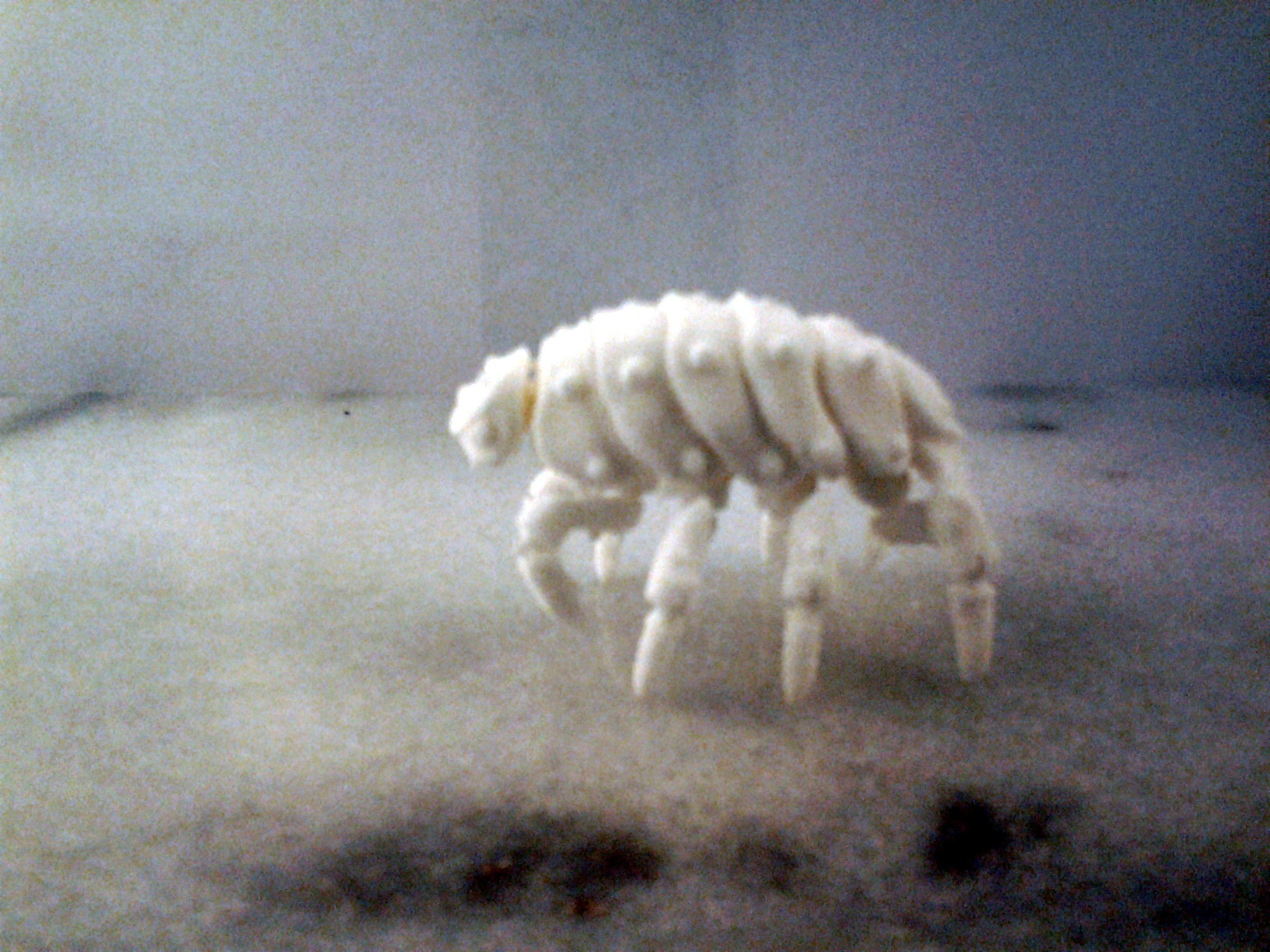 3D file Articulated Predominant Isopod BJD Kit 3D STL Files with ...
