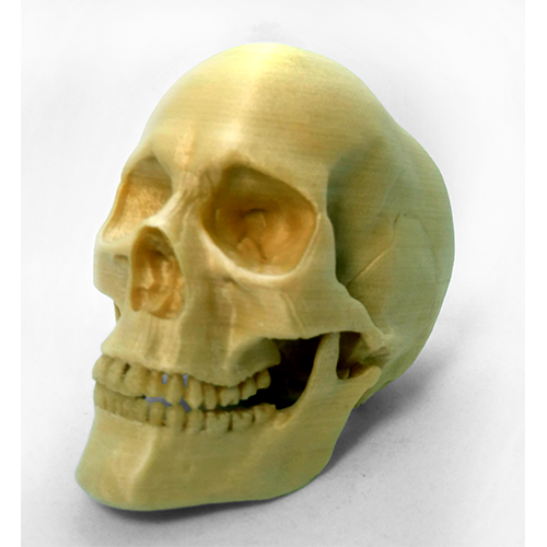 Free STL file ANATOMICAL HUMAN MALE SKULL IN WOOD PLA 🫀・3D printable ...