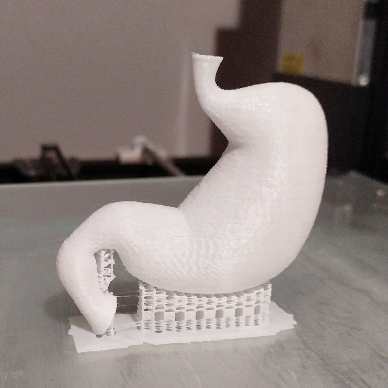 💊 Stomach as realistic as possible・Free STL File for ・Cults