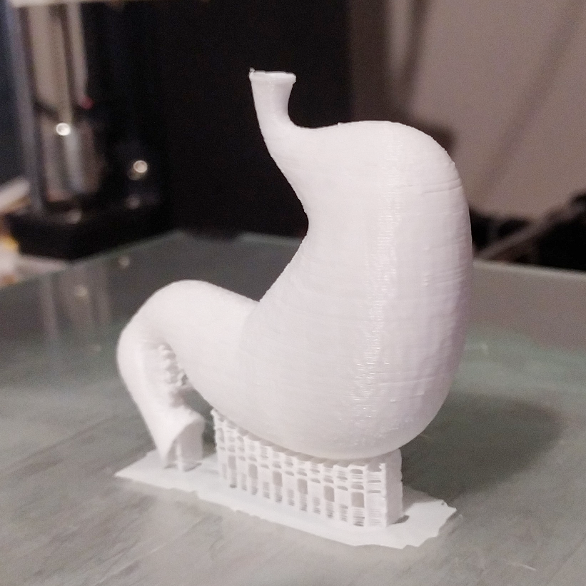 💊 Stomach as realistic as possible・Free STL File for ・Cults