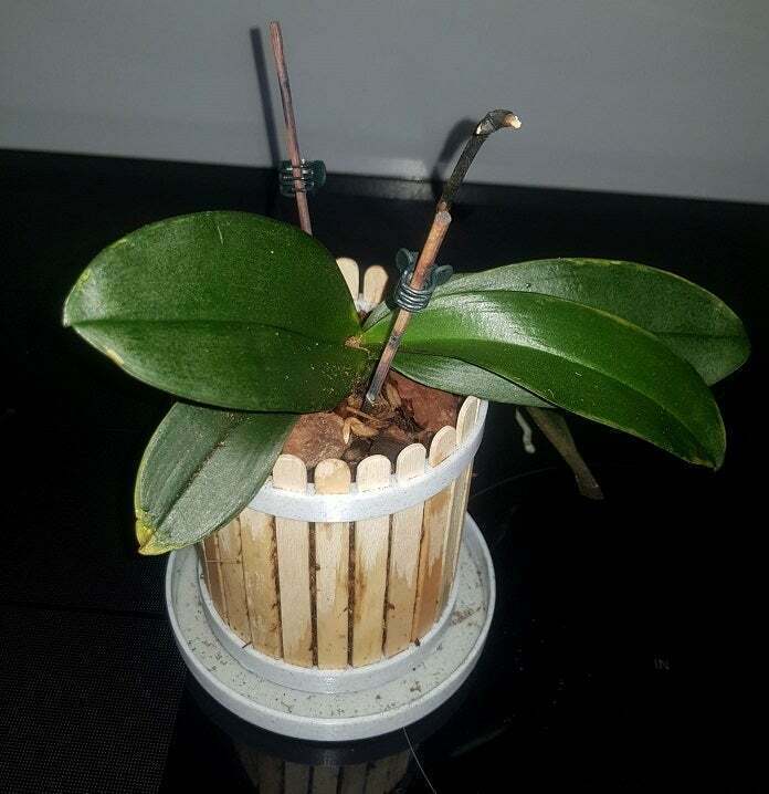 Free STL file Orchid flower Pot Popsicle 💐 ・3D printable object to ...