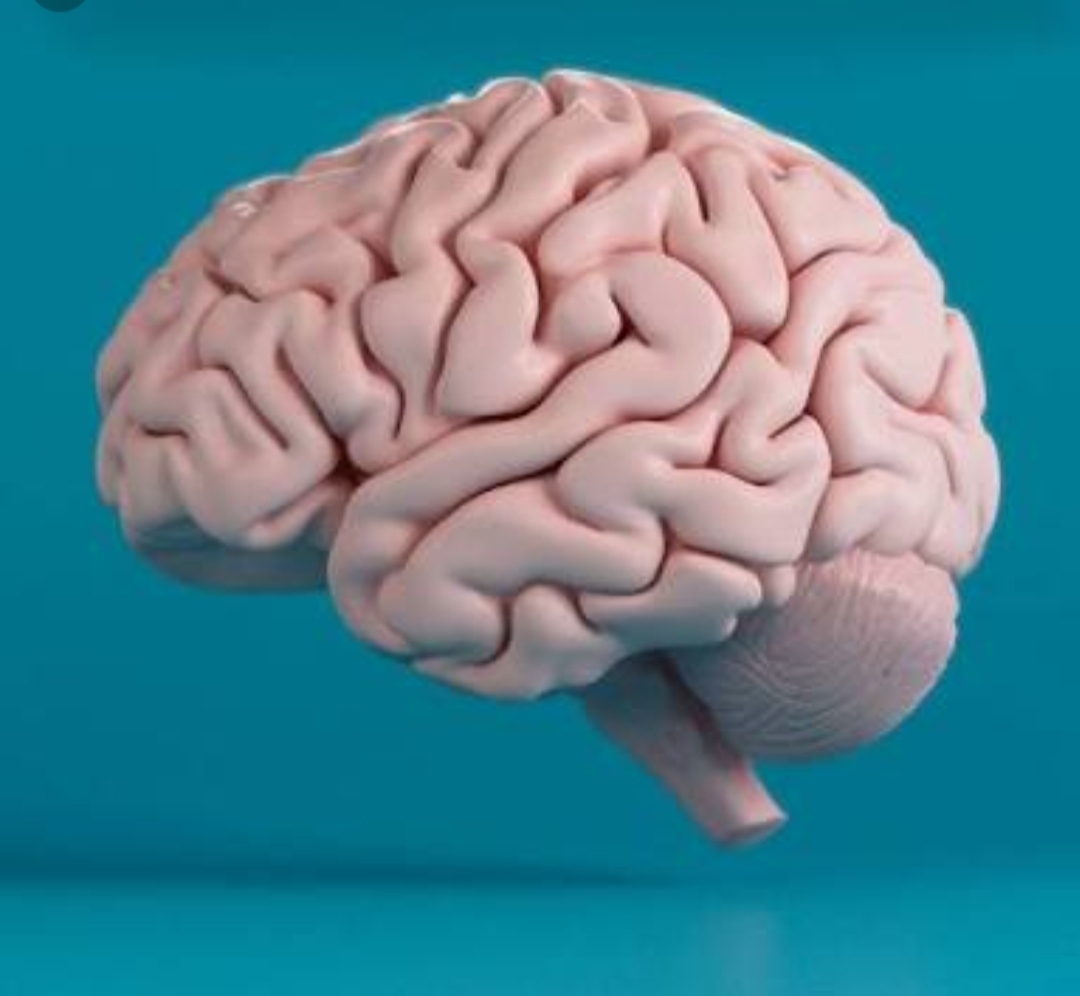 🧠 Human Brain・Free STL File for ・Cults