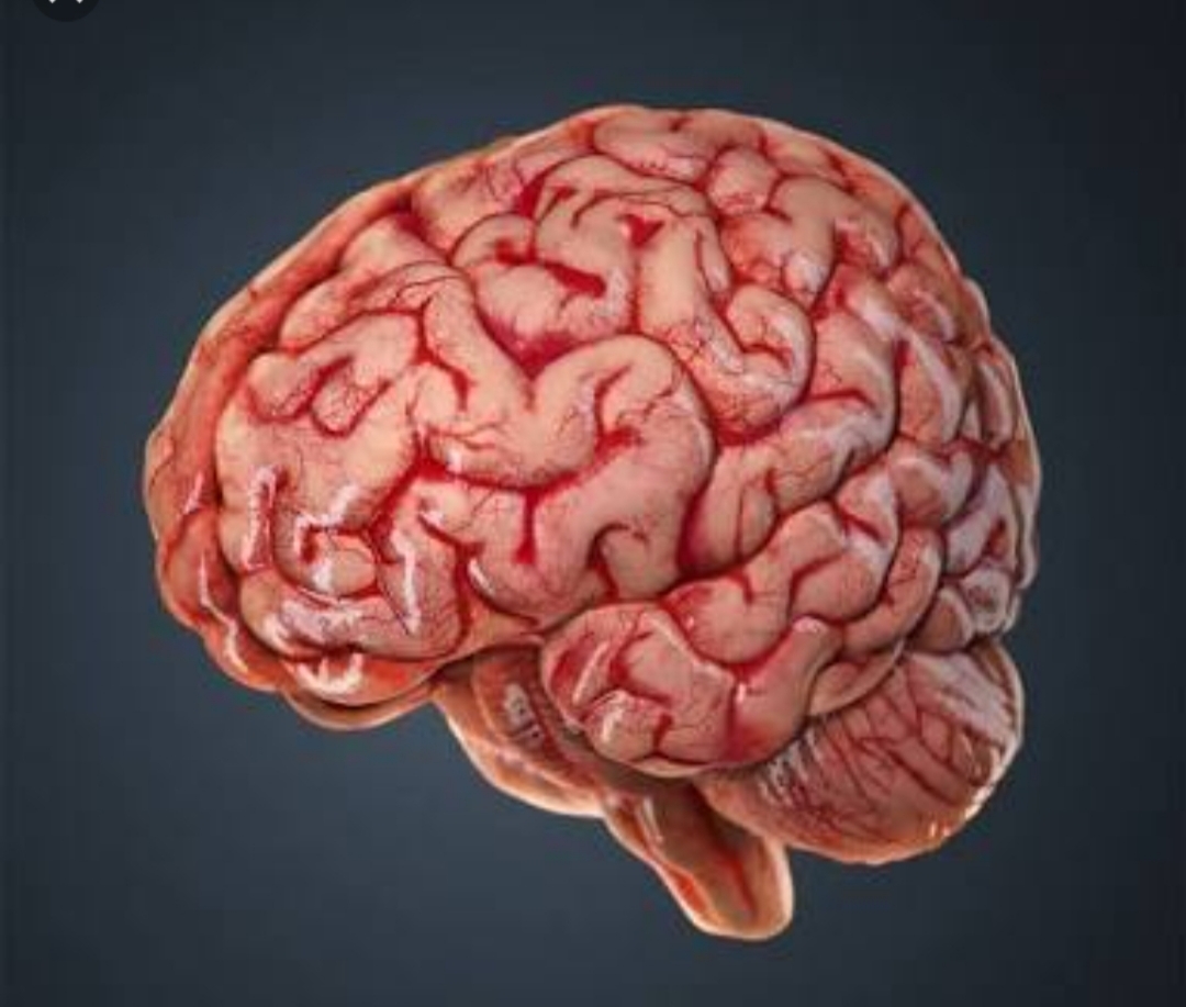 🧠 Human Brain・Free STL File for ・Cults