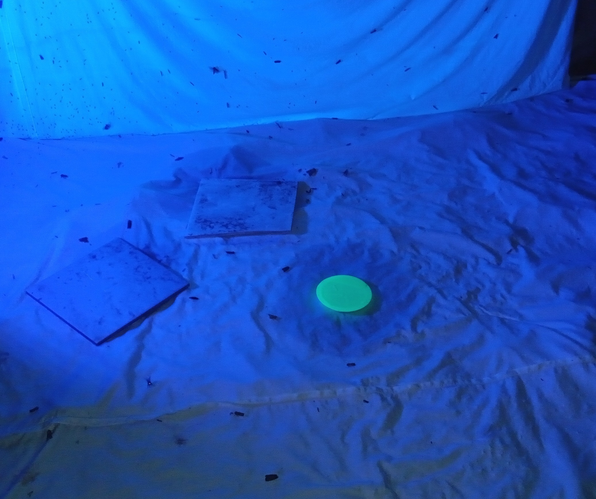 STL file Queen Ant Founding Trap 👸・3D printable model to download・Cults