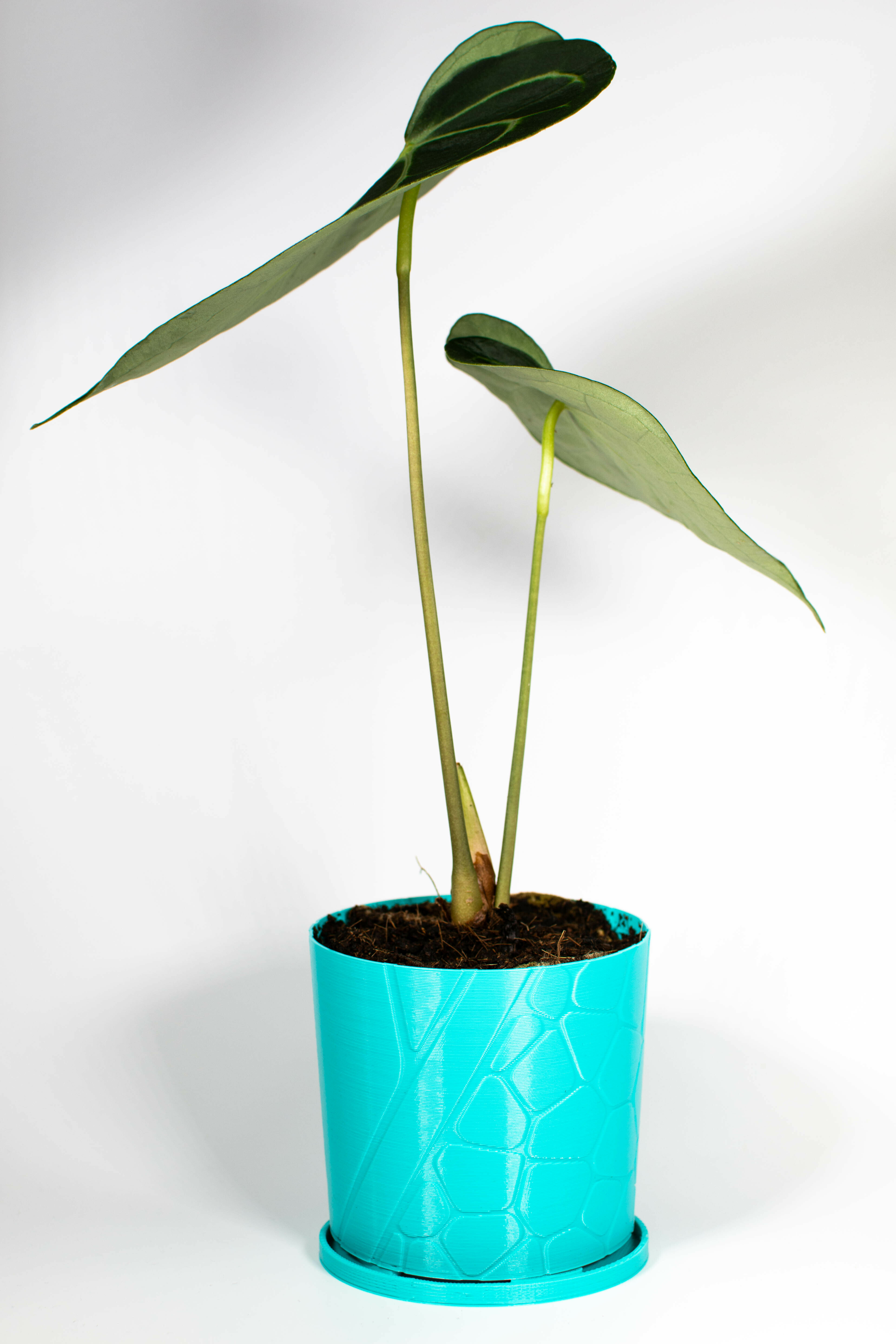 STL file Stone wall Parametric Flower Pot Indoor/Outdoor Planter With ...