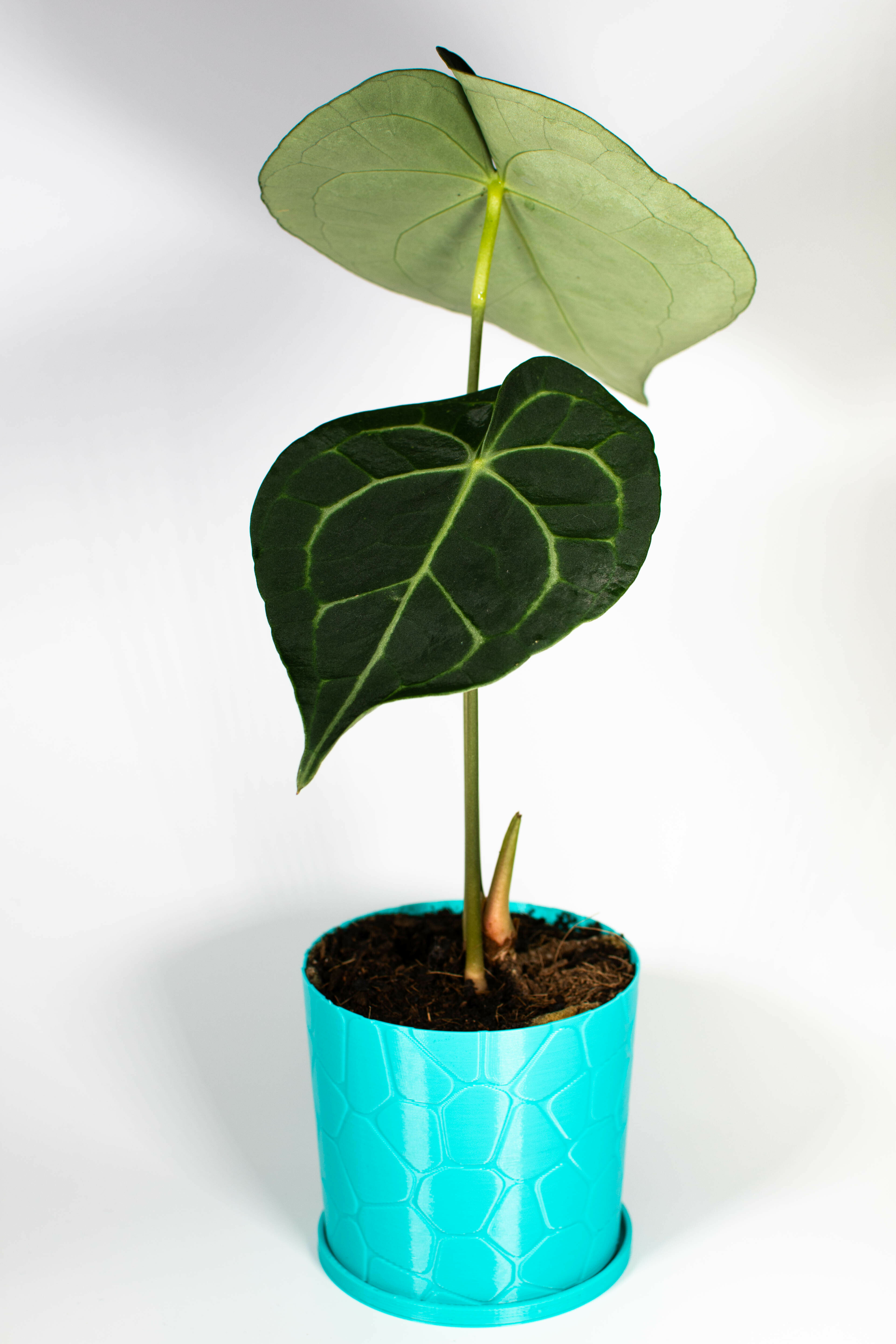 STL file Stone wall Parametric Flower Pot Indoor/Outdoor Planter With ...