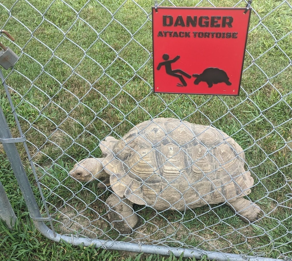 🚨 Danger Attack Tortoise・Free 3D File for ・Cults