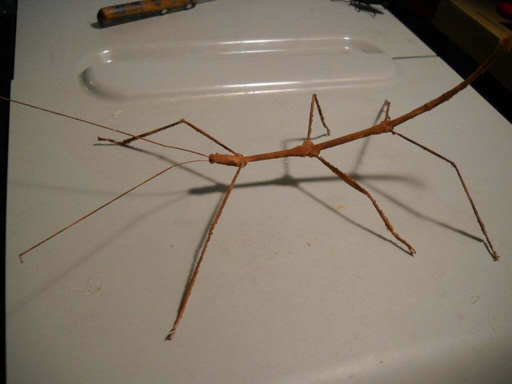 Free STL file walking stick bug Phasmida 🚶 ・Object to download and to ...